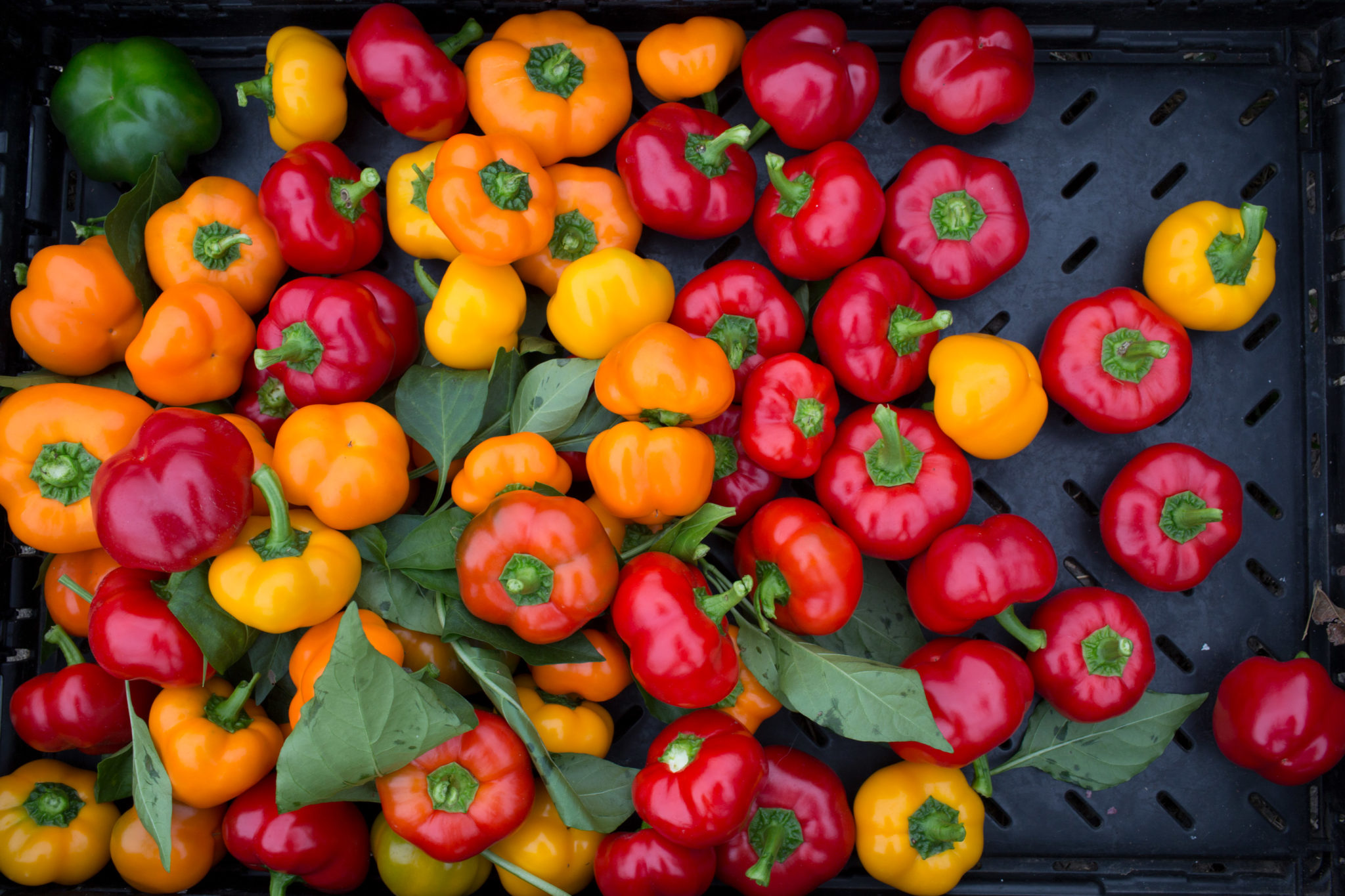 Can the Local Food Movement Help a Texas Town Reclaim Its Farming Roots?