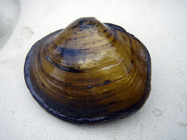 How the Fate of Texas’ Endangered Mussels Could Affect Water Usage ...