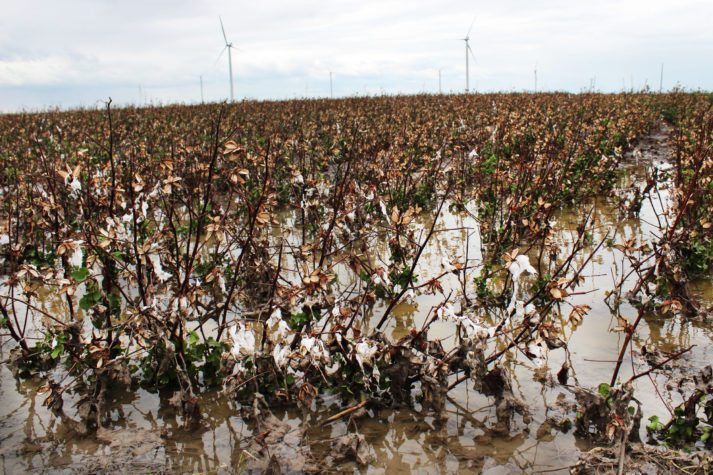 New Estimate Puts Harvey Agriculture Losses at $200 Million, One-Tenth ...
