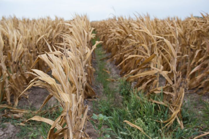For Some Texas Farmers, Tariff Relief Payments Are Supersized - The ...