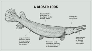 In Texas, One of the World's Oldest, Weirdest Fish Finally Gets Its Due