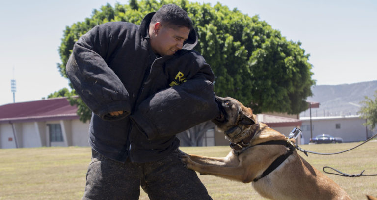 Death of Dog Trainer Highlights Strenuous Heat and Working Conditions ...