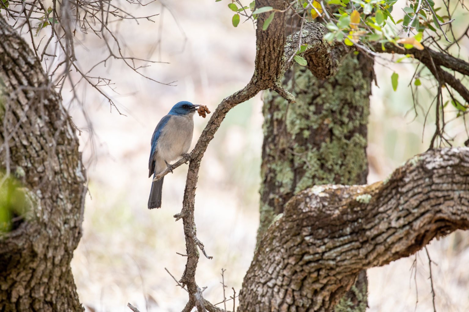 A Look at the Small Birds of Big Bend National Park