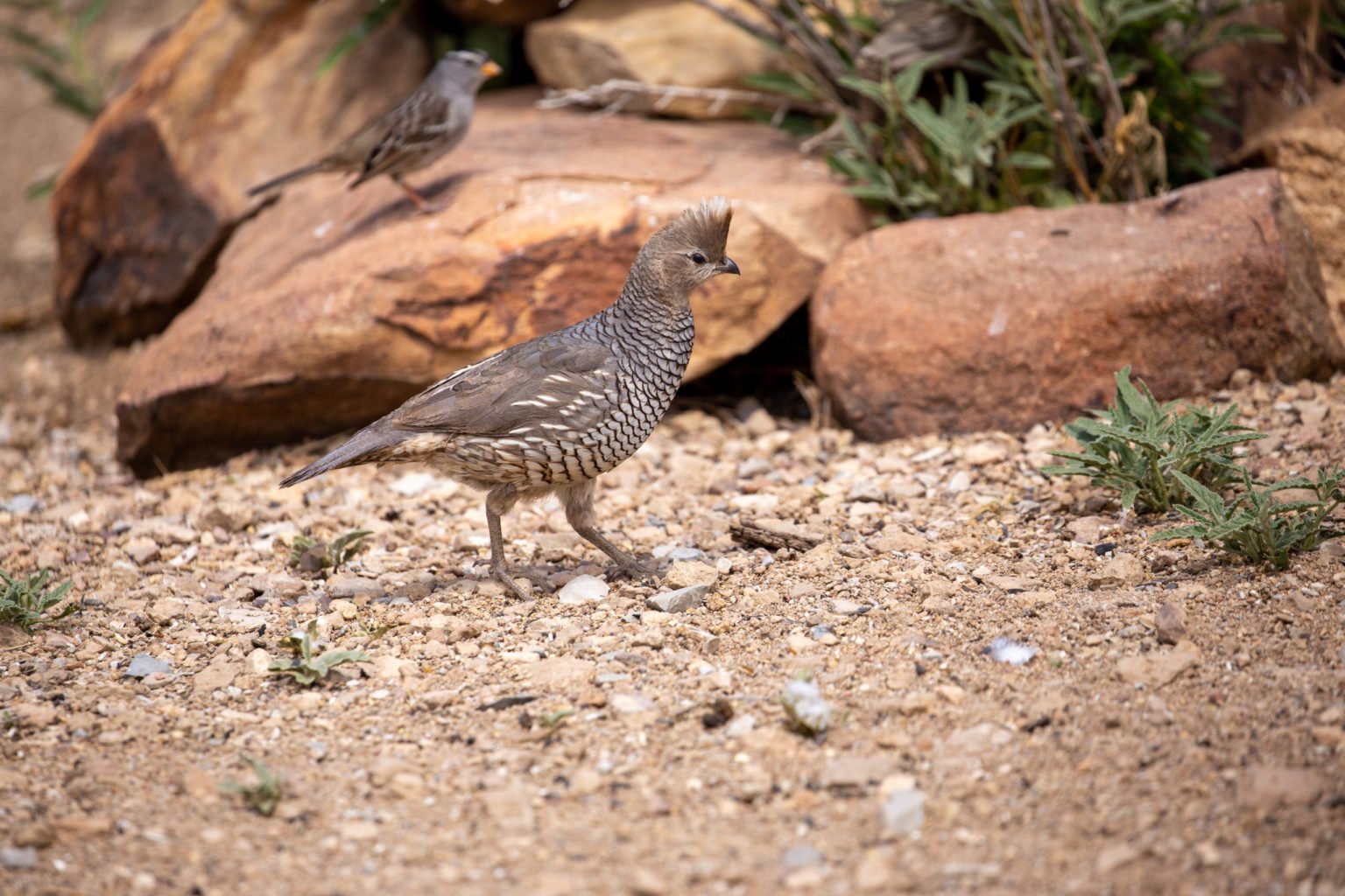 A Look at the Small Birds of Big Bend National Park