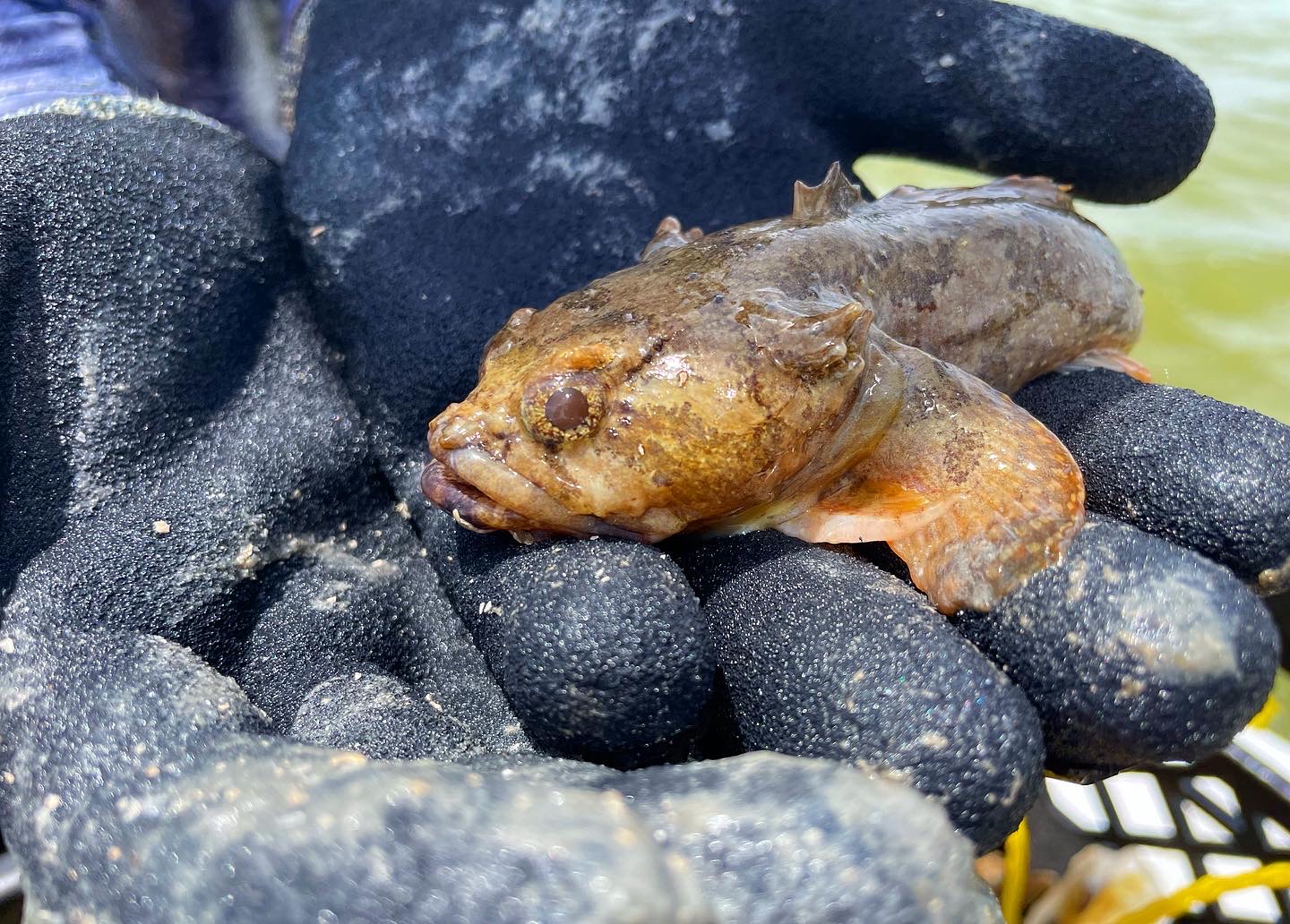 The Fish Whisperer: The Sound of Aquatic Life