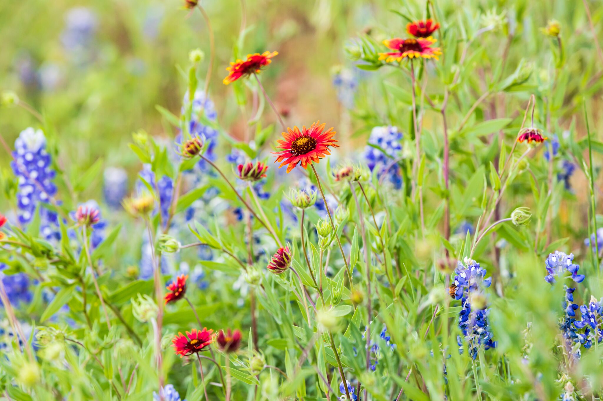 Poem: how to admire wildflowers