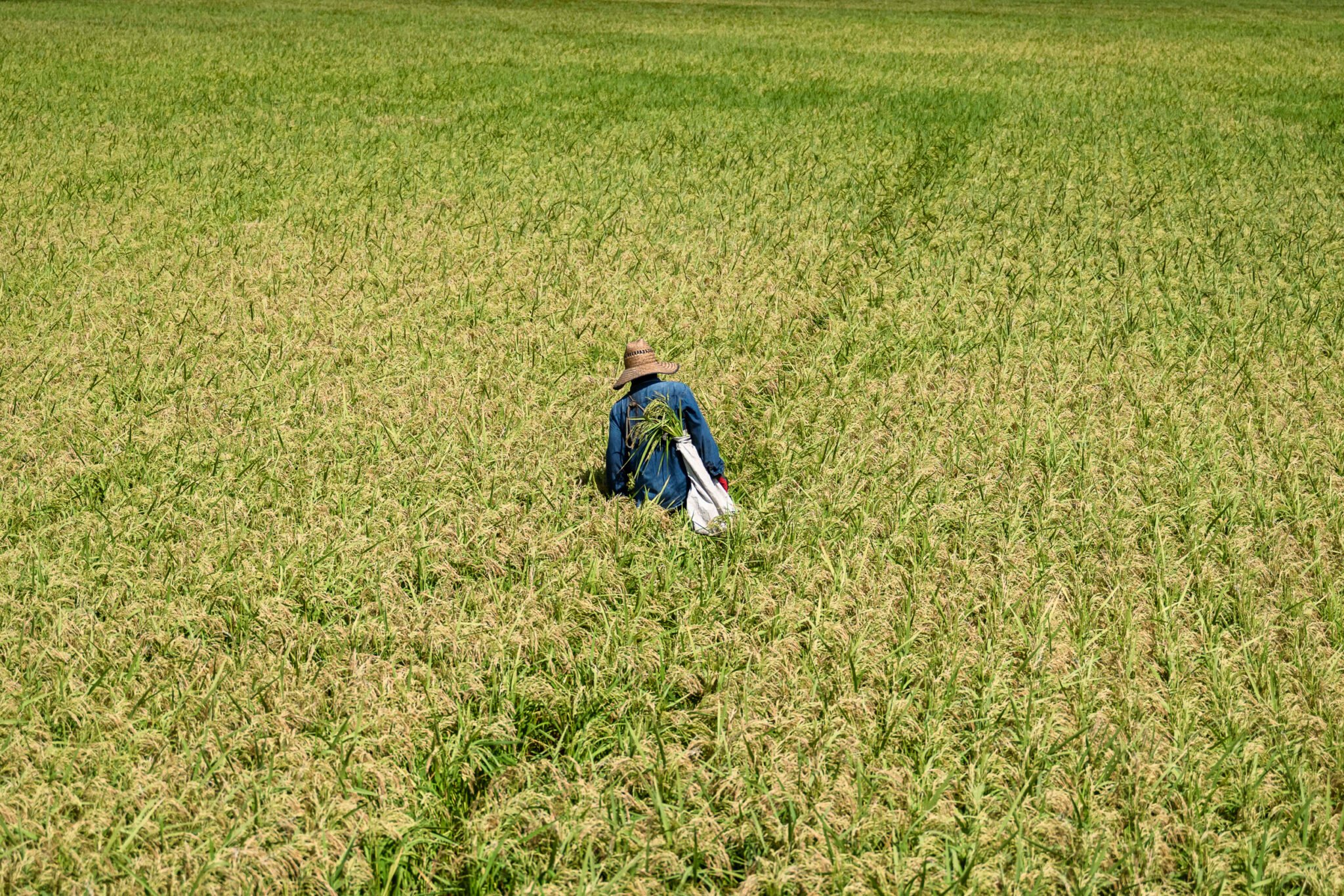 Left Out to Dry: How the Texas Rice Belt Could Vanish